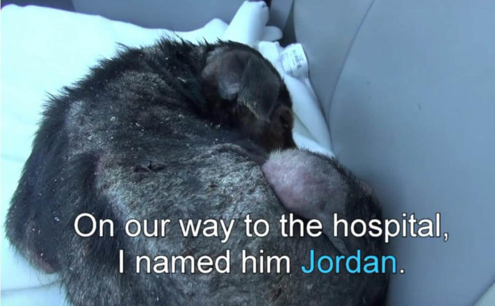 Most Amazing Rescue Ever -The Dog Who Lost His Leg Never Lost Hope ...