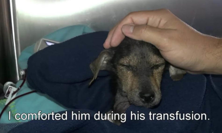 Most Amazing Rescue Ever -The Dog Who Lost His Leg Never Lost Hope ...