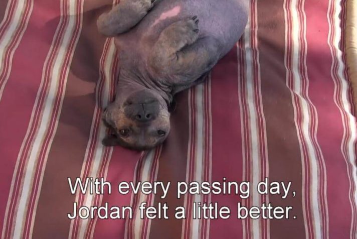 Most Amazing Rescue Ever -The Dog Who Lost His Leg Never Lost Hope ...