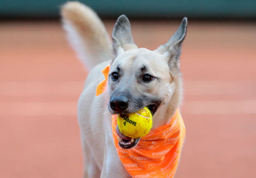 Shelter Dogs Trained As Tennis “Ball Boys” For An International Tennis ...